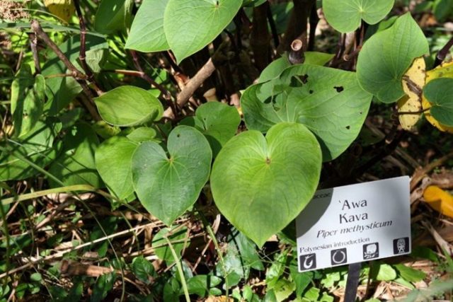 Kava Kava (pieprz metystynowy) - lek przeciwlękowy | Naturalnie Zdrowy Kava Kava (pieprz metystynowy) - lek przeciwlękowy | Naturalnie Zdrowy